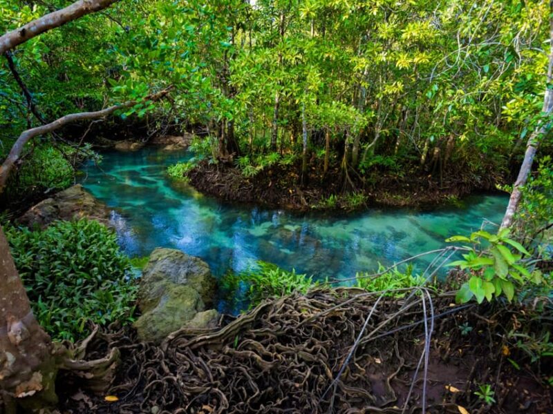 Krabi: Kayaking, Crystal Lagoon, and Fish Spa in Klong Root - The Sum Up: Is This Krabi Tour Worth It?