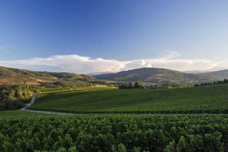 Languedoc: Heritage Tour & Tasting at Domaine de Baronarques - Final Thoughts