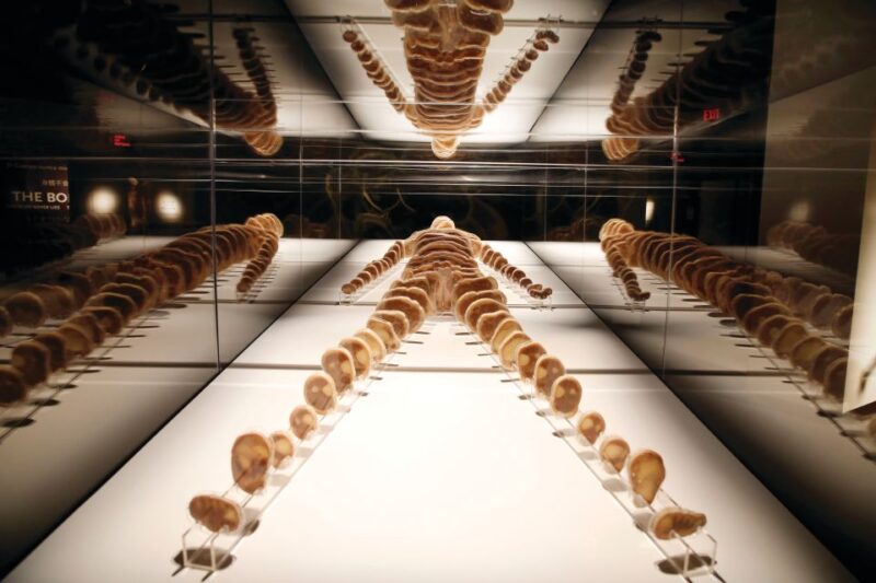 Las Vegas: BODIES | The Exhibition at the Luxor - Who Should Visit?