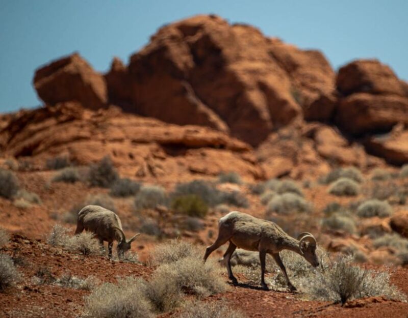 Las Vegas- Offroad Experience Wildlife, Ghost Towns and more - Who Will Love This Tour?