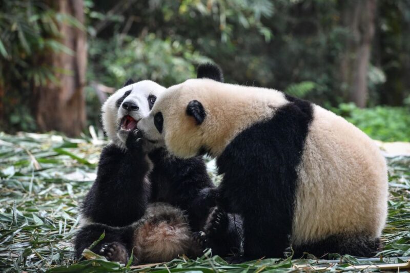 Leshan Grand Buddha Scenic Area and Panda Park Day Tour - FAQ: Practical Questions Answered
