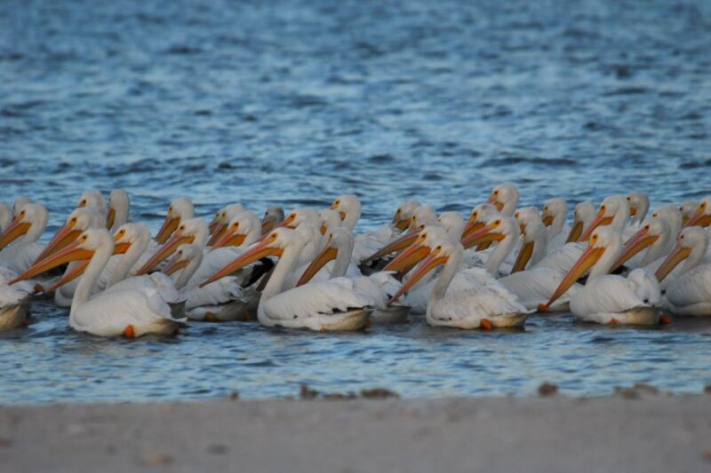 Marco Island: 10,000 Islands Shelling Boat Tour - FAQs