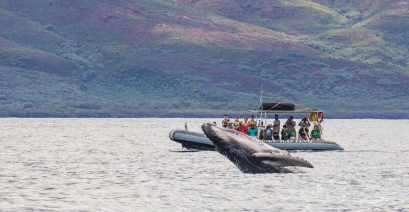 Maui: Guided Whale Watching Tour on Eco Raft - FAQ