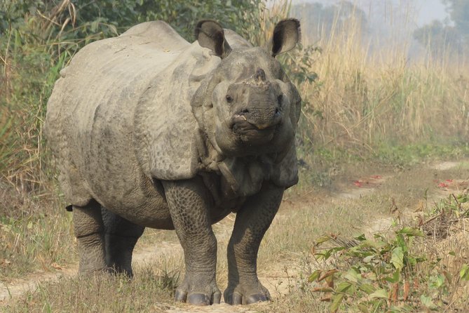 Mission Tiger, 4 days tour inside Chitwan National Park. - FAQ