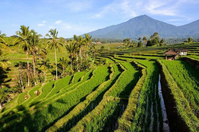 Monkey Forest, Jatiluwih and Temple in Jungle Private Tour - Food and Flexibility