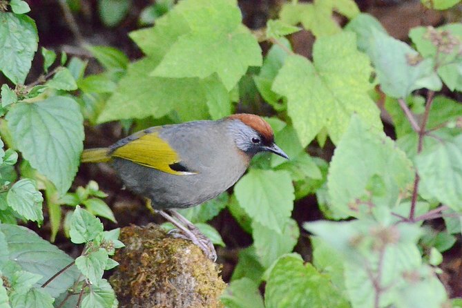Mount Doi Inthanon Hiking & Bird Watching - Final Thoughts: Who Should Sign Up?