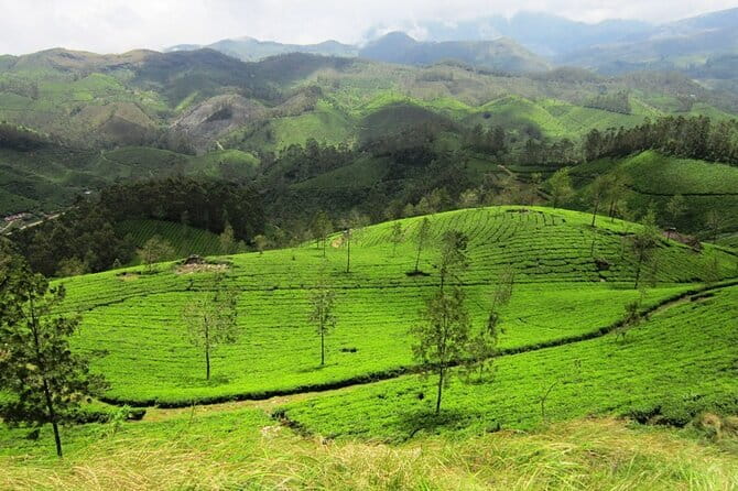 Munnar Tea Plantation Evening walking with Sunset View - The Sum Up