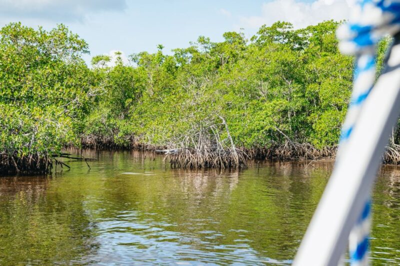 Naples, FL: Manatee Sightseeing and Wildlife Boat Tour - Weather and Cancellation Policy