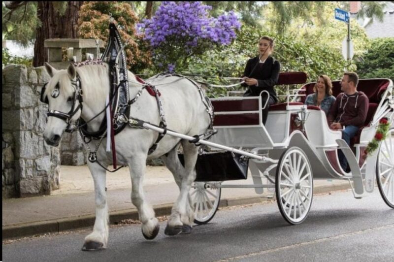 NYC: Private Christmas Lights Horse Carriage Ride - Who Will Love This Experience?
