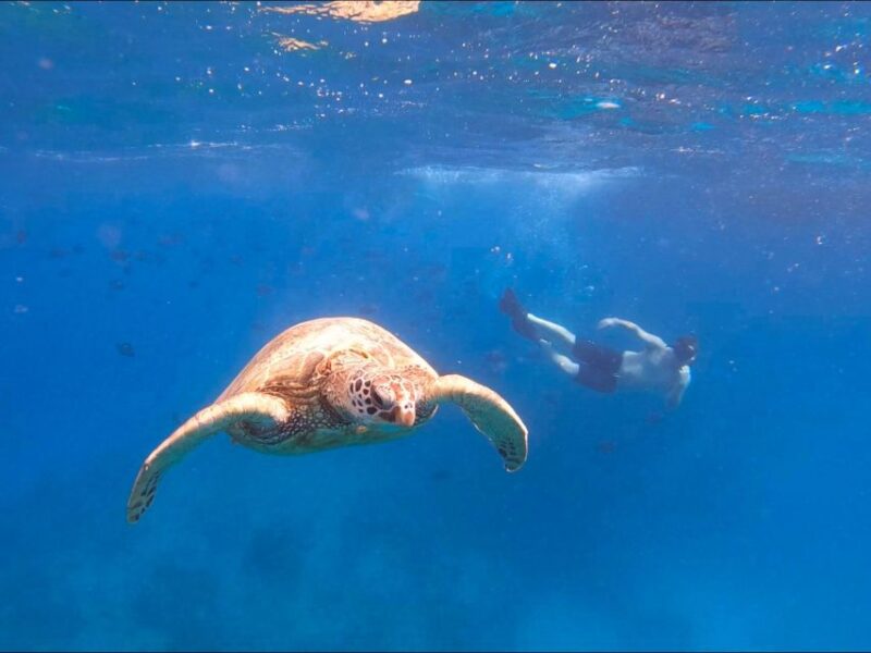 Oahu Snorkeling with Turtles, Water Scooter, Paddleboard - What the Experience Feels Like