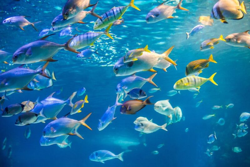 Oahu: Waikiki Glass Bottom Boat Sunset Cruise - Who Will Love This Tour?