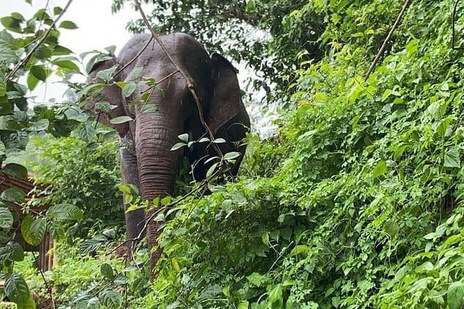 One Day Sticky Waterfall, White Water Rafting,Elephants Sanctuary - Practical Tips for Your Day