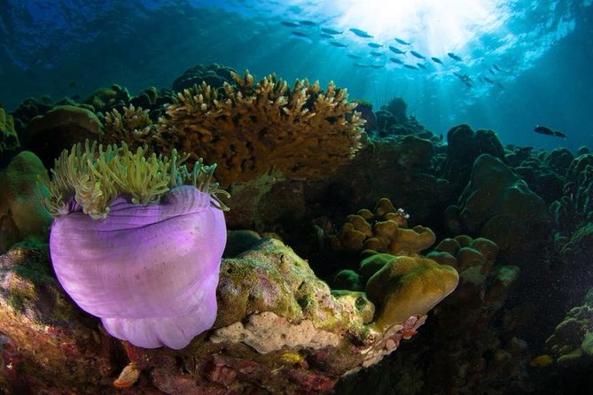 Open Water Diver Course - Who Will Love This Course?