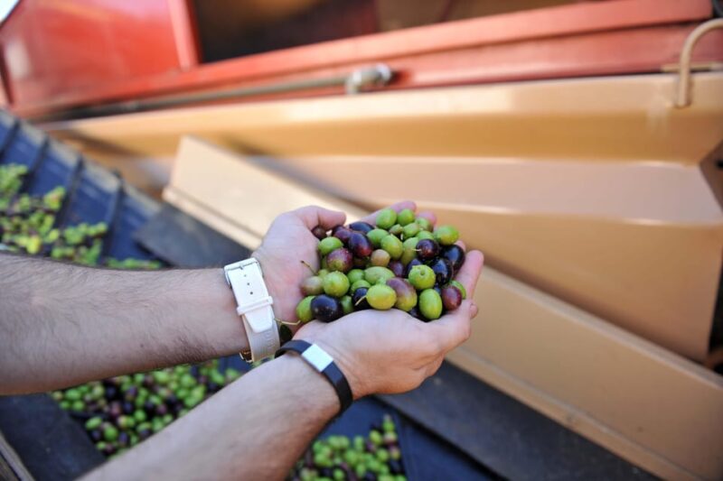 "Oro Bailén": Explore the Oil Mill + Tasting - From Mixed Reviews to Real Expectations