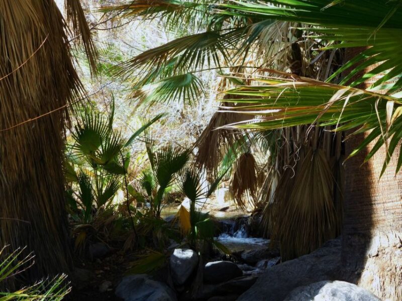 Palm Springs: Indian Canyons Jeep/Hiking Combo Tour - Who Should Consider This Tour?