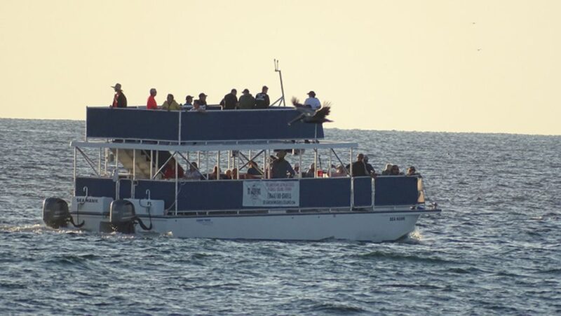 Panama City: Sunset Dolphin Cruise in St. Andrews Bay - Practical Details and Considerations
