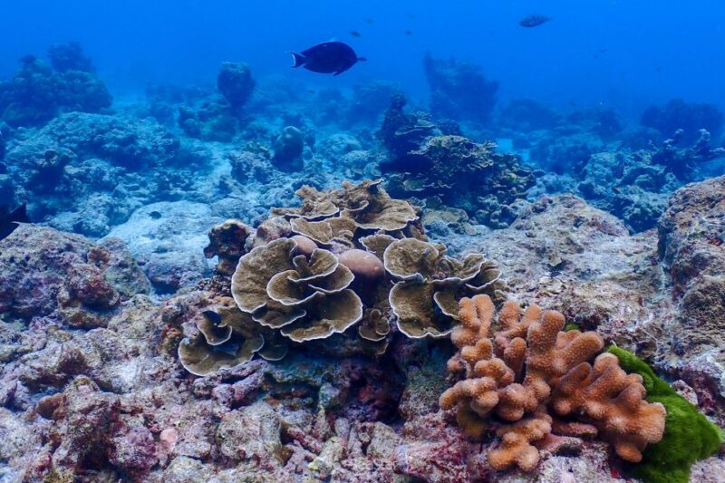Phuket: Similan Island Snorkeling Adventure full day tour - The Sum Up: Is It Worth It?