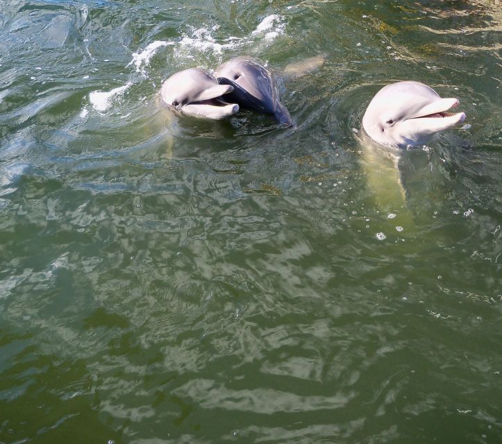 Private dolphin tours in the amazing Savannah Marsh - Final Thoughts