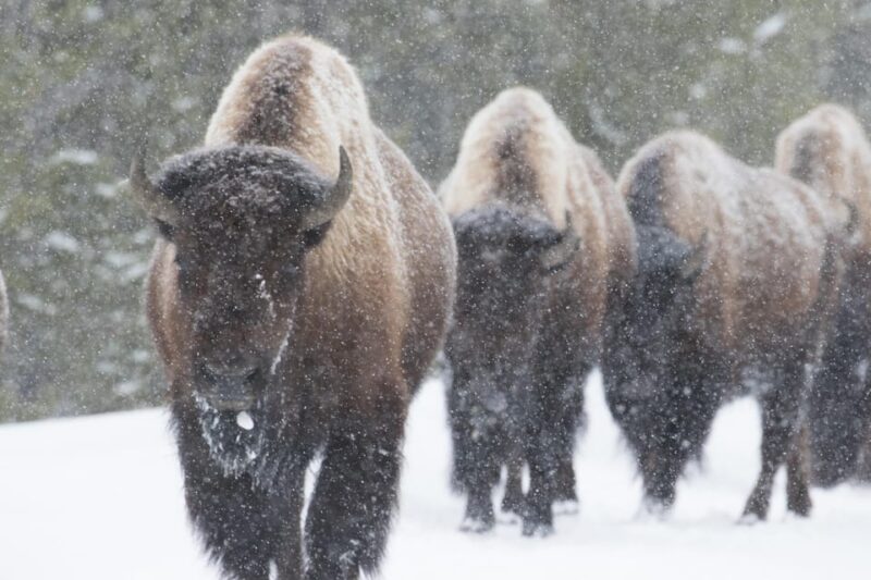 Private Tour of Yellowstone National Park - The Itinerary in Detail
