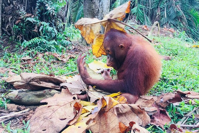 Private Tour : Orang Utan Island & Perak Cave Temple from Kuala Lumpur - Practical Details and Value