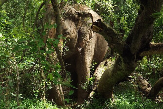 Private Tour to Kanchanaburi Death Railway and Elephant Haven - The Sum Up