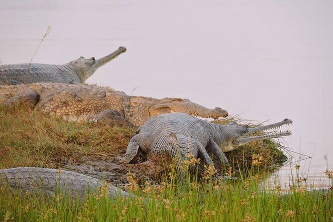 Ranthambore - Sharing Tiger Safari In Canter Or Gypsy Vehicle - The Sum Up: Who Will Love This Safari?