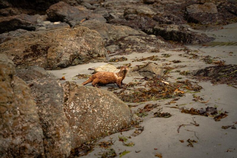 San Juan Island: 3-h Griffin Bay Tour - Post-Tour and Nearby Attractions