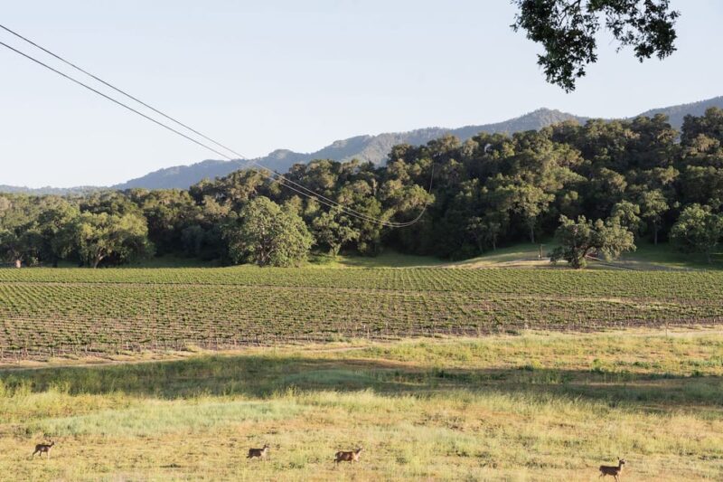 Santa Margarita: 6-Zipline Course Sunset Experience Ticket - What Reviewers Say