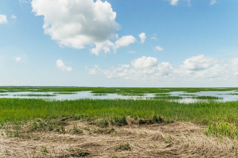 Savannah: Tybee Island Dolphin Tour - The Value Proposition