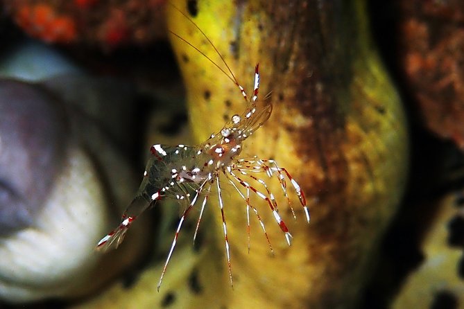 Scuba Diving at Tulamben USAT Liberty Wreck - The Dive Experience: What Makes It Special