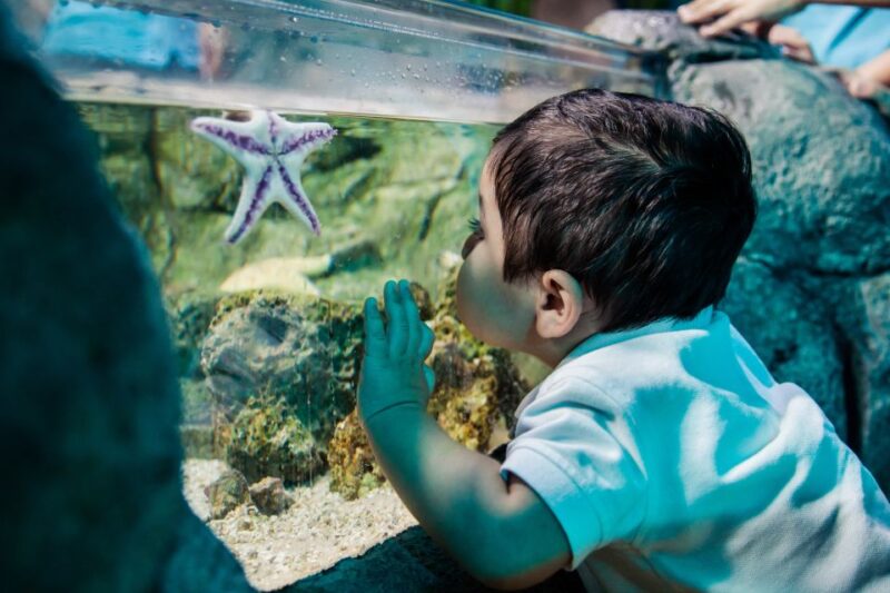 SEA LIFE Michigan Aquarium General Admission - Final Thoughts