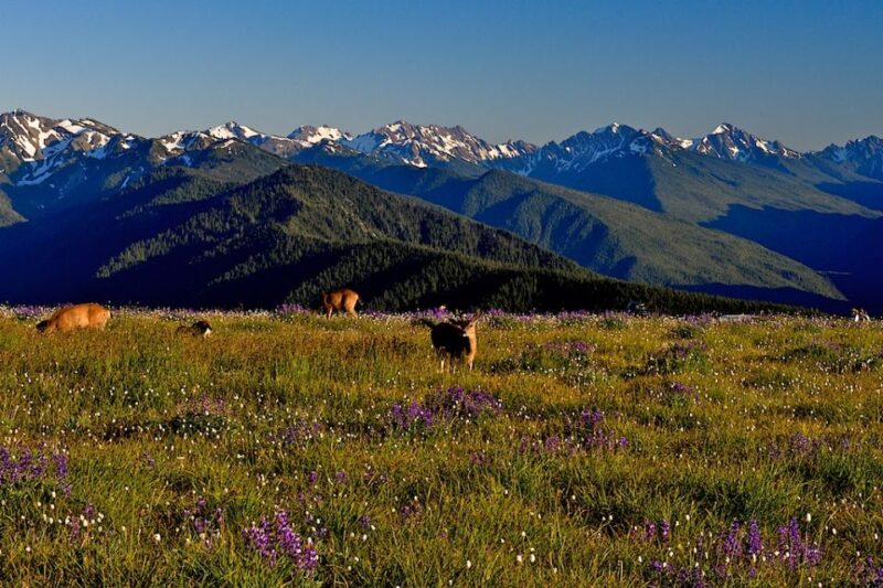 Seattle: Olympic National Park Small-Group Tour - Practical Tips for Potential Participants