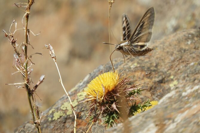 Soar like a bird over the Costa del Sol ecological tour with a natural spring - FAQ