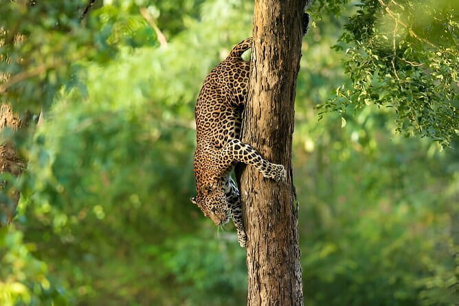 Special Elephants Safari from hambantota Port - Value and Practical Considerations