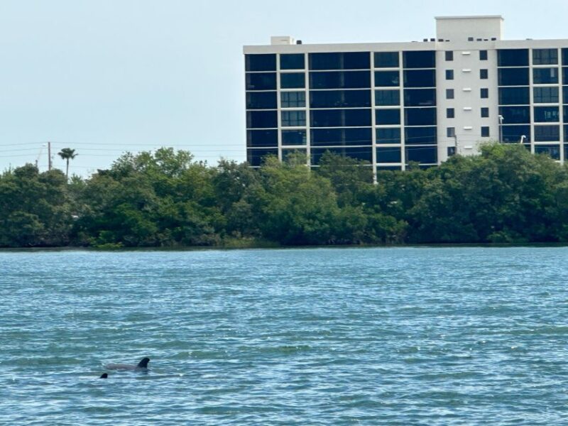 St. Petersburg, FL: 3 Hour Eco Tour with Island Hopping - Comparing Similar Experiences