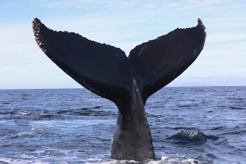 Superior 2hr Private Whale & Dolphin Watching Newport Beach - Authentic Experiences from Reviews