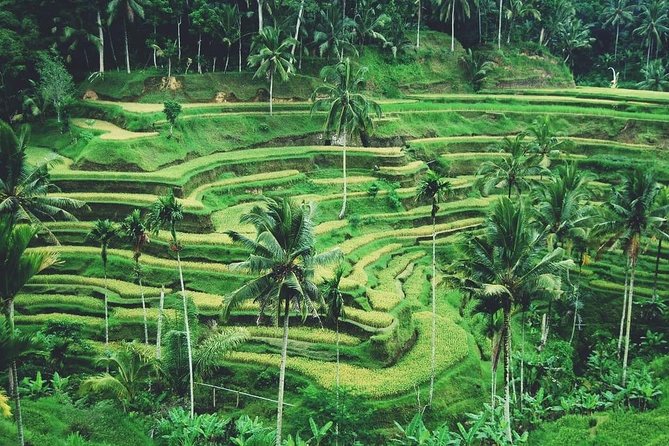 Ubud Trip, The Best of Ubud in a day - All Inclusive - Final Words