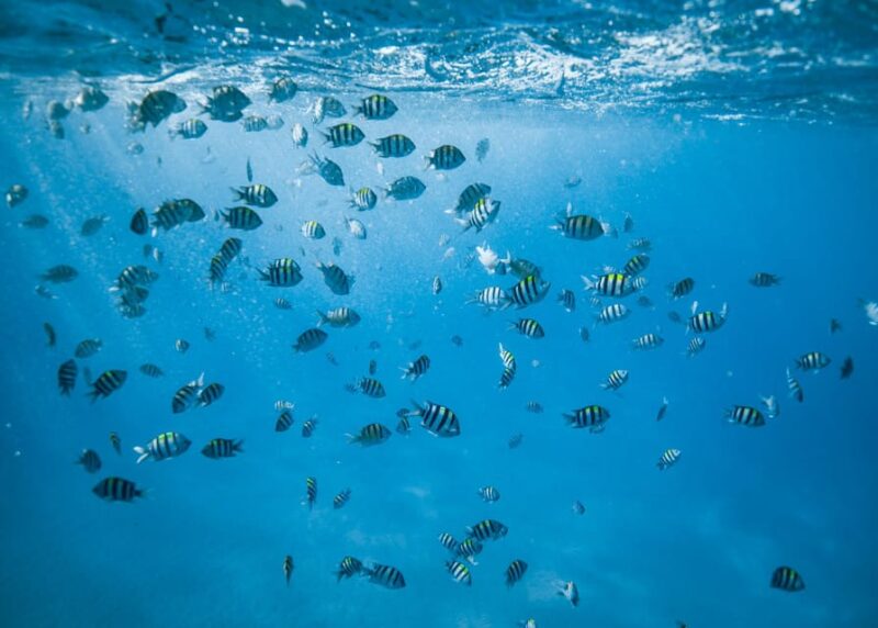 Waikiki: Sea Turtle Snorkeling, Small Group Boat Tour - Authentic Guest Perspectives
