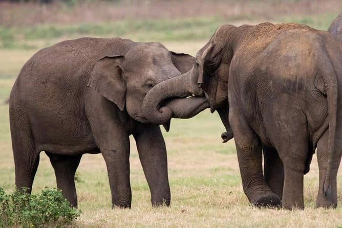 Yala National Park Safari Tours From Hambantota port - FAQ