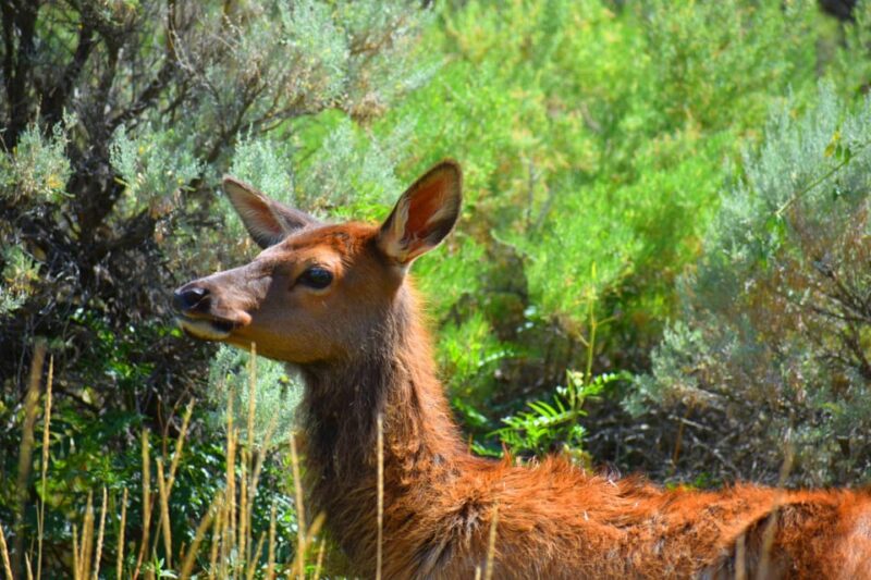 Yellowstone Wildlife Tours: From West Yellowstone Montana - The Tour Itself: A Step-by-Step Breakdown