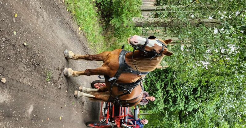 York: Horse Drawn Carriage Ride Around the Countryside York - The Sum Up