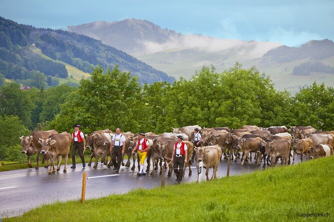Zurich Open Top Bus, Chocolate and Cheese Factory Tour Appenzell - Final Thoughts: Who is This Tour For?