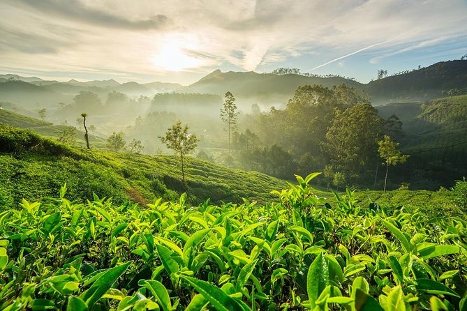 6 Days Private Tour Kerala Natural Retreat - Day 3: Mountain Magic in Munnar’s Green Paradise