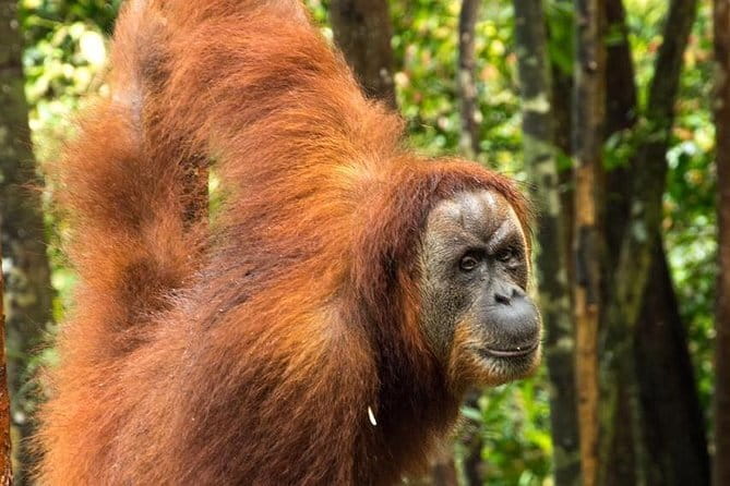 2 Days Ethical Jungle Trek in Sumatra - FAQ