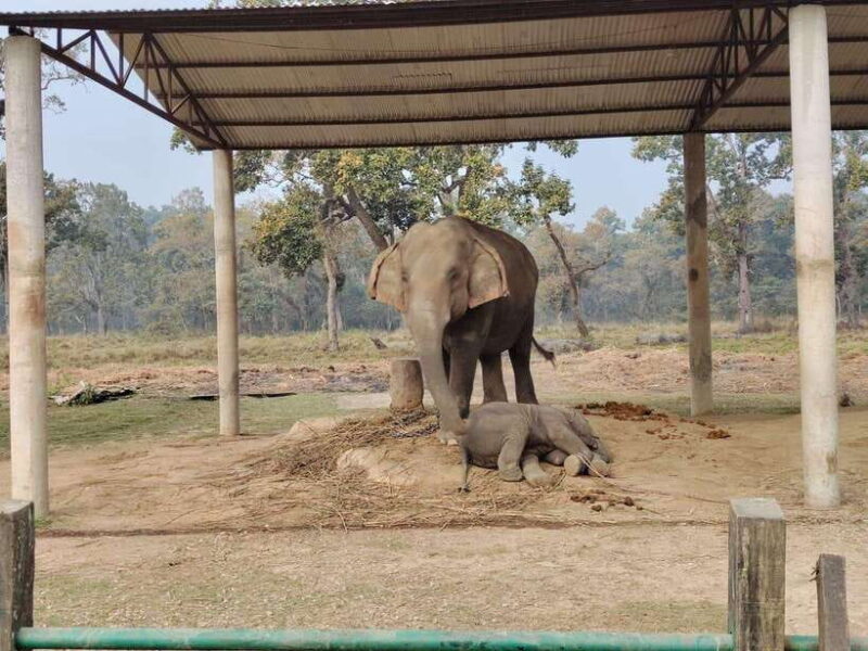 3 Nights 4 Days: Chitwan National Park with Tower Night Stay - Practical Details and Tips