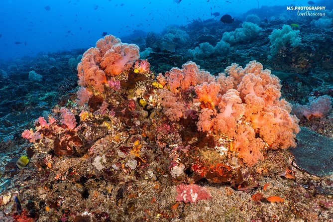 7 Fun Dives in Pemuteran (for certified divers) - Exploration in Menjangan Park - Authentic Underwater Encounters: What Divers Say