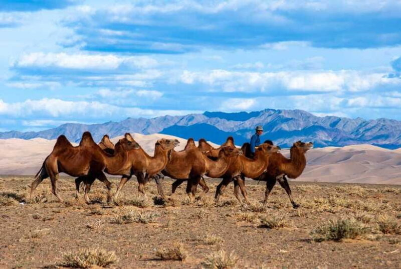 8 DAY GOBI AND CENTRAL MONGOLIA - The Sum Up