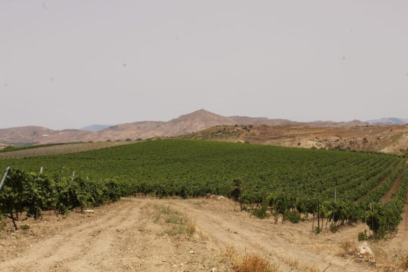 Agrigento: Wine tasting and walk in the vineyards. - Final Thoughts