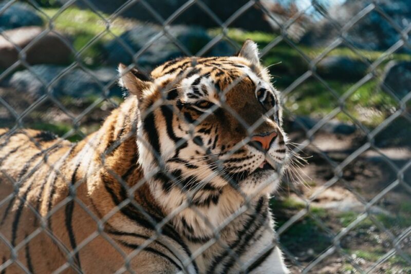 Alpine: Lions Tigers & Bears Animal Sanctuary Guided Visit - Practical Tips for Visitors