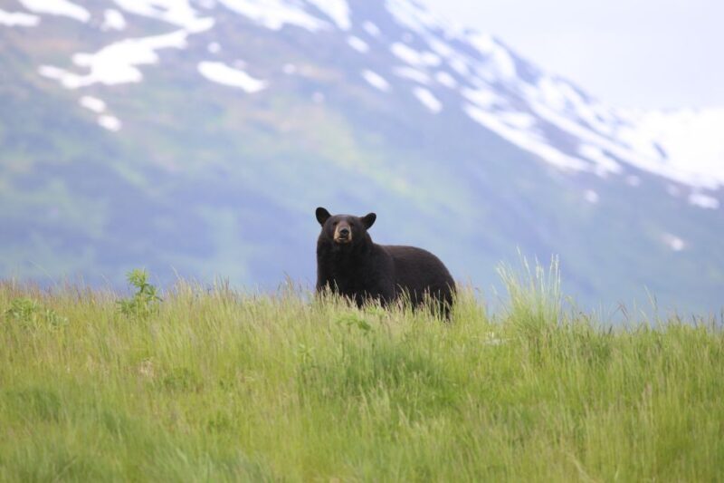 Anchorage: Kenai Fjords & Denali National Park 5 Day Tour - Final Words